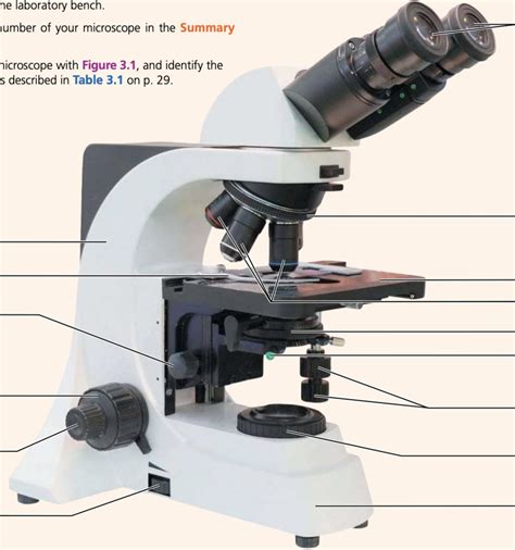 Microscope Diagram Quizlet