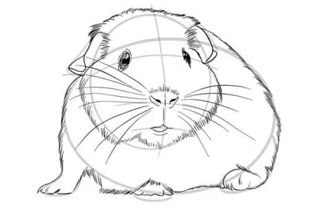 How To Draw A Guinea Pig A Guinea Pig Drawing Tutorial For Beginners