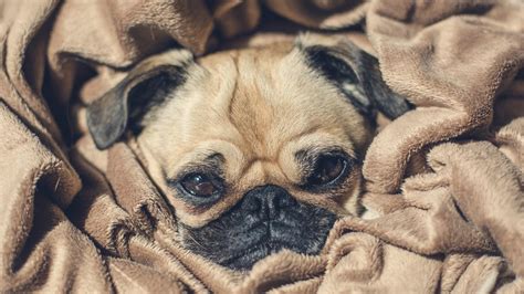 Cute Pictures For Backgrounds Wallpaper Cave