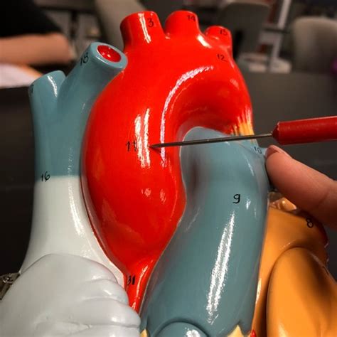 Heart Lab Practical Flashcards Quizlet