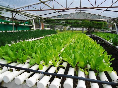 Inilah Resiko Dan Keuntungan Hidroponik Tanpa Greenhouse Hidrafarm