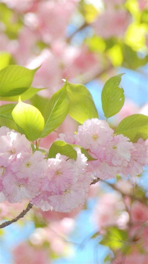 Beautiful Flowers Iphone Wallpapers Top Free Beautiful Flowers Iphone