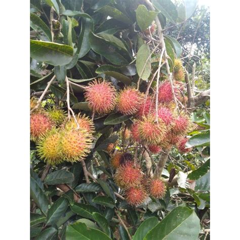 Jual Buah Rambutan Ace Jenis Aceh Manis Sekali Segar Baru Petik 1kg