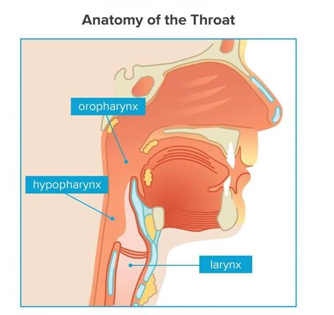 Stages Of Throat Cancer Labex Trade Digital Electrolarynxes