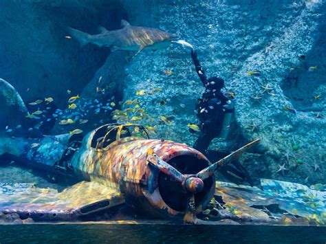 National Aquarium Abu Dhabi Everything You Need To Know Before You Go