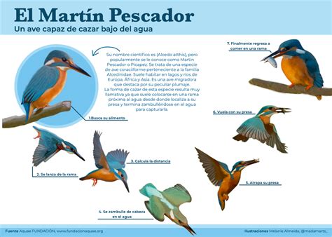 Infograf A De El Mart N Pescador Behance