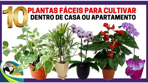 Plantas F Ceis Para Cultivar Dentro De Casa Ou Apartamento