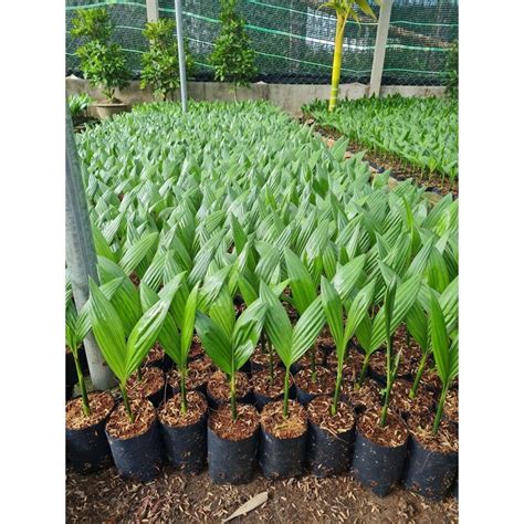 Cây Giống CAU LÙN TỨ QUÝ SIÊU QUẢ CHUẨN GIỐNG F1 Cau cho quả ăn trầu