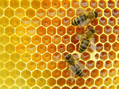 La Art Stica Geometr A De La Naturaleza Meer
