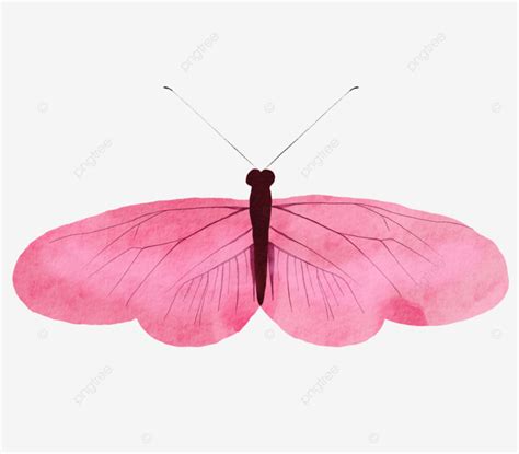 Ilustração De Borboleta Em Aquarela Rosa PNG Borboleta Aquarela