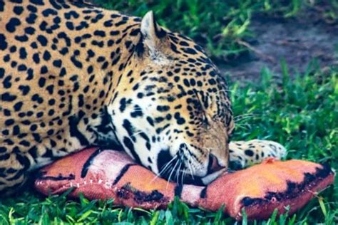 Parque de las Leyendas celebra el Día del Medio Ambiente cuidando