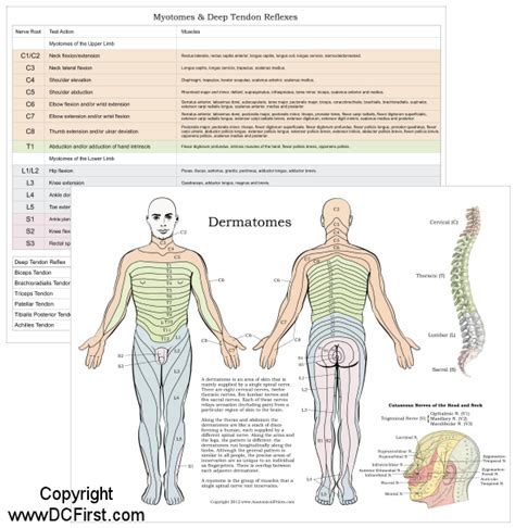 Dermatome Map Upper Extremity San Antonio Map