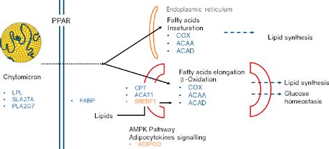 Figure 1 From Comparative Transcriptome Profile Between Iberian Pig