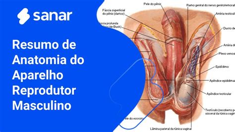 Total 75 Imagem Liquido Em Fundo De Saco Posterior O Que Significa