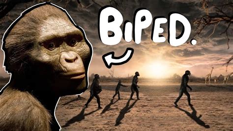 How Do We KNOW Lucy Australopithecus Afarensis Was BIPEDAL YouTube