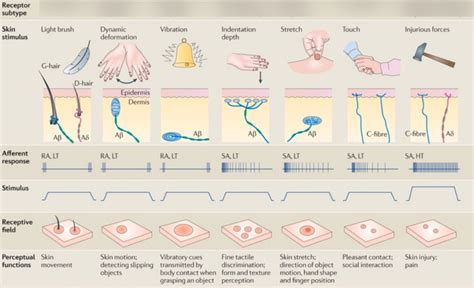 Receptors In The Skin Diagram Quizlet