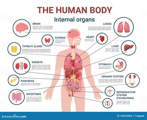 Organ System Diagram Of The Human Body Parts Of The Body Lab