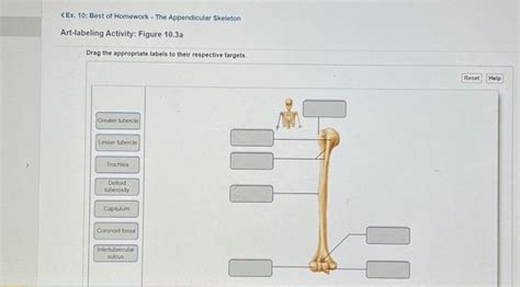 Ex Best Of Homework The Appendicular Skeleton Chegg