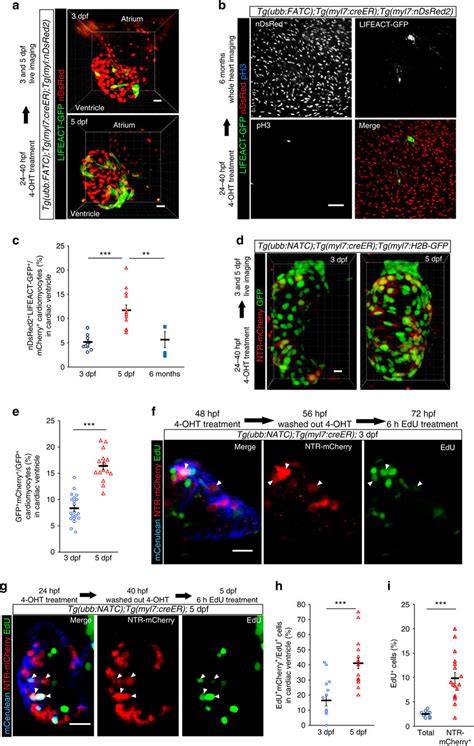 F Natc Labeled Cardiomyocytes Are Highly Proliferative Ac