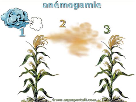 An Mophilie D Finition Et Explications