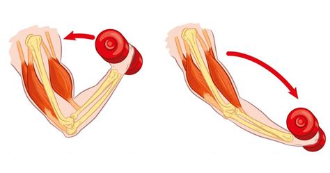 Action Potential And Muscle Contraction Physiology Platform CME