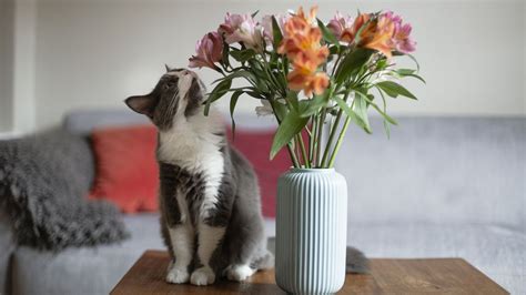 Des chercheurs ont découvert le secret de lodorat incroyable des chats