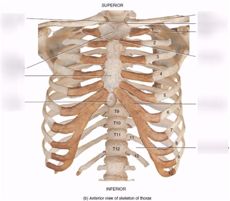 Thorax Anatomy Diagram Quizlet