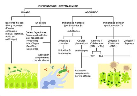 Elementos Del Sistema Inmune Innato Y Adquirido Cd C Mulo De
