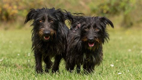 Tierheim Heinsberg Bilanz Der Sendung Vom 1 Oktober 2023 Tiere