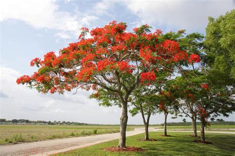 Royal Poinciana Tree Stock Photo Image Of Beauty Blossoms