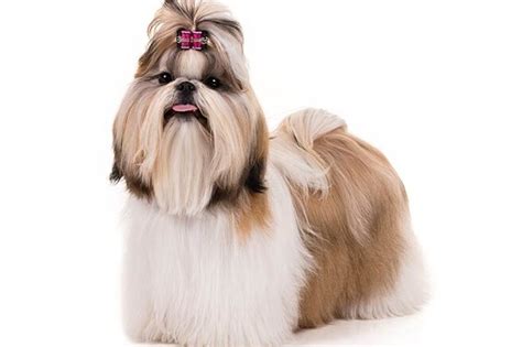 Guía completa del Shih Tzu orígenes características y cuidados