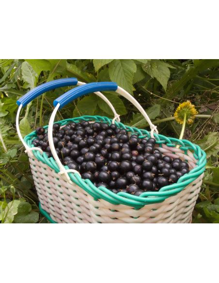 1 Arbolito De Grosella Negra Consort Ribes Nigrum Venta De Grocella