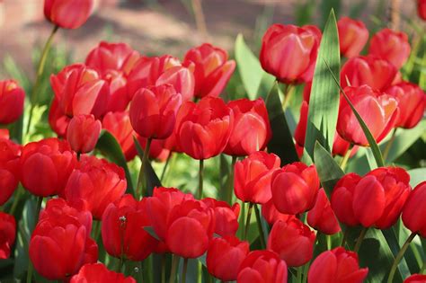 Tulipany Kwiaty Rośliny Czerwone Darmowe zdjęcie na Pixabay Pixabay