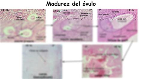 SOLUTION Histología del Sistema genital femenino Studypool