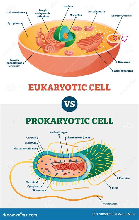 Células Eucarióticas Vs Procarióticas Diagrama De Ilustração Do Vetor