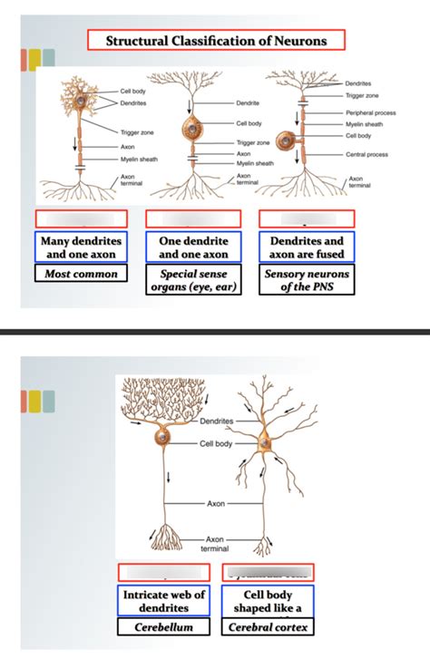 Structural Classification Of Neurons Diagram Quizlet