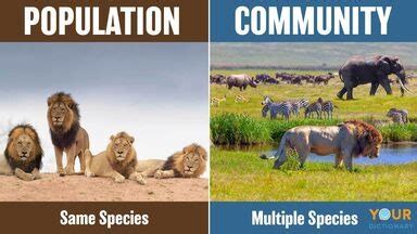 Population Dynamics Flashcards Quizlet