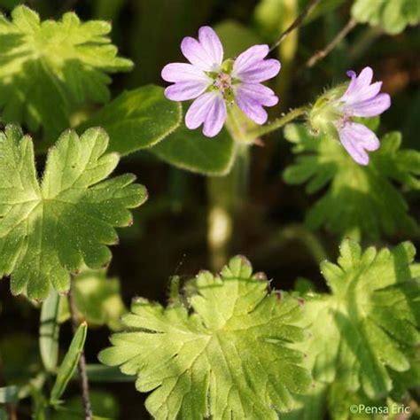 Le Géranium mou Geranium molle quelle est cette fleur