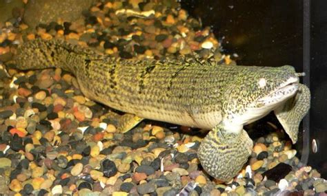 Peixes que respiram fora de água