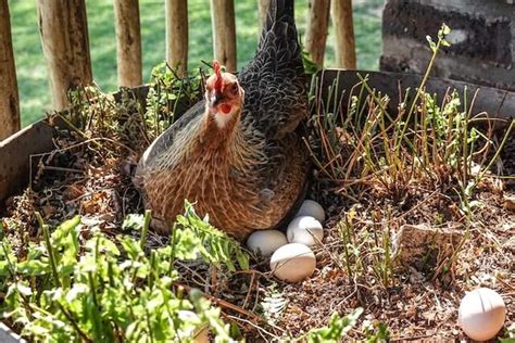 Las gallinas ponen huevos todos los días Mis animales