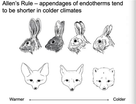 Mammalogy Final Exam Flashcards Quizlet