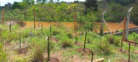 Saae planta mais de 600 mudas de árvores na região da ETA Pureza