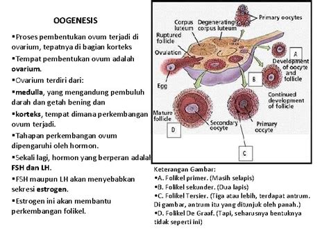 FERTILISASI Proses Reproduksi Dimulai Dari Pembelahan Sel Sel