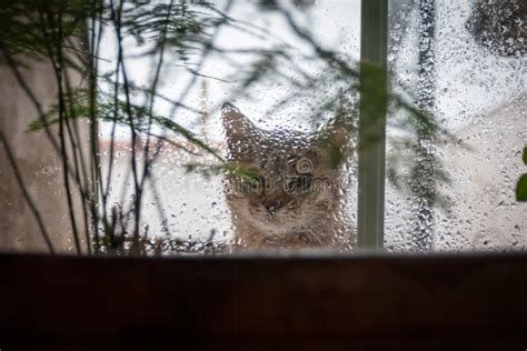 Cat Looking Out A Janela Na Chuva Foto De Stock Imagem De Gato