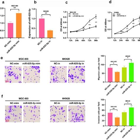 Effects Of MiR 625 5p On GC Cell Proliferation Migration And Invasion