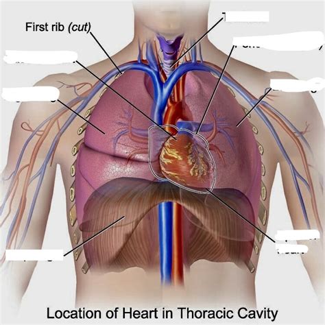 The Cardiovascular System Diagram Quizlet
