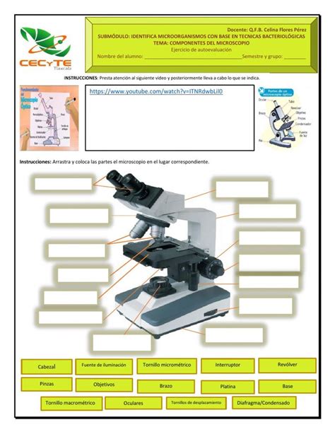 Ficha De Actividad Partes Del Microscopio Teacher Made 54 OFF