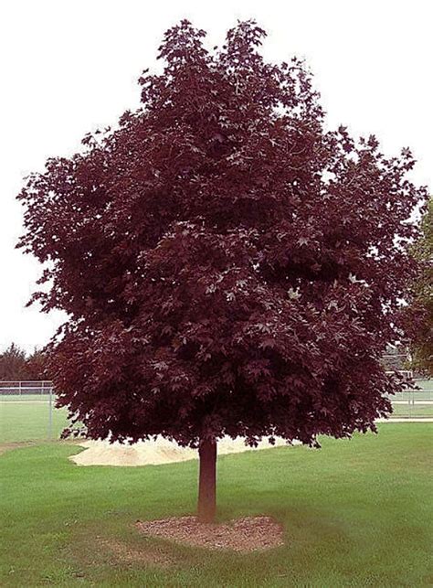 Acer Platanoides Crimson King Zambelli Vivai Canneto S O