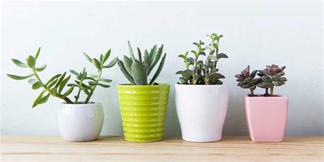Plantas que debes tener en tu hogar para atraer la energía positiva
