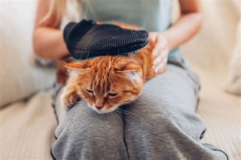 Hautpilz Bei Katzen Ursachen Und Behandlung